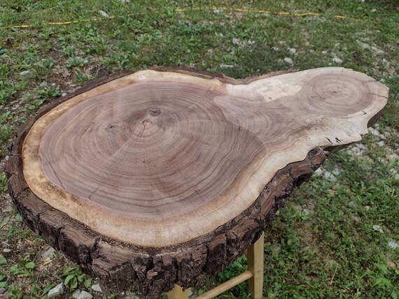 30/16.3% Flattened Black Walnut Tree Slice Wood Cookie - Etsy