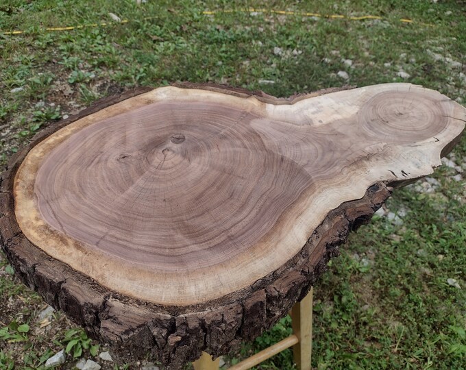 30/16.3% Flattened Black Walnut Tree Slice Wood Cookie Rounds End Grain ...