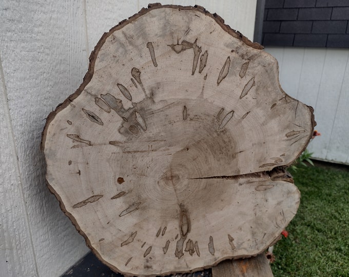 23/9.8% Flattened Ambrosia Big Leaf Maple Tree Slice Wood Cookie Rounds ...