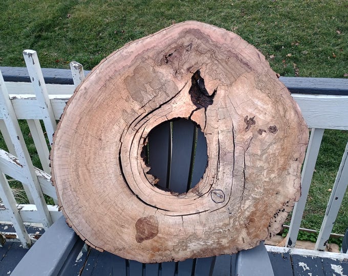 2"by32" Large Flattened Spalted Sycamore Tree Slice Wood Cookie Round ...