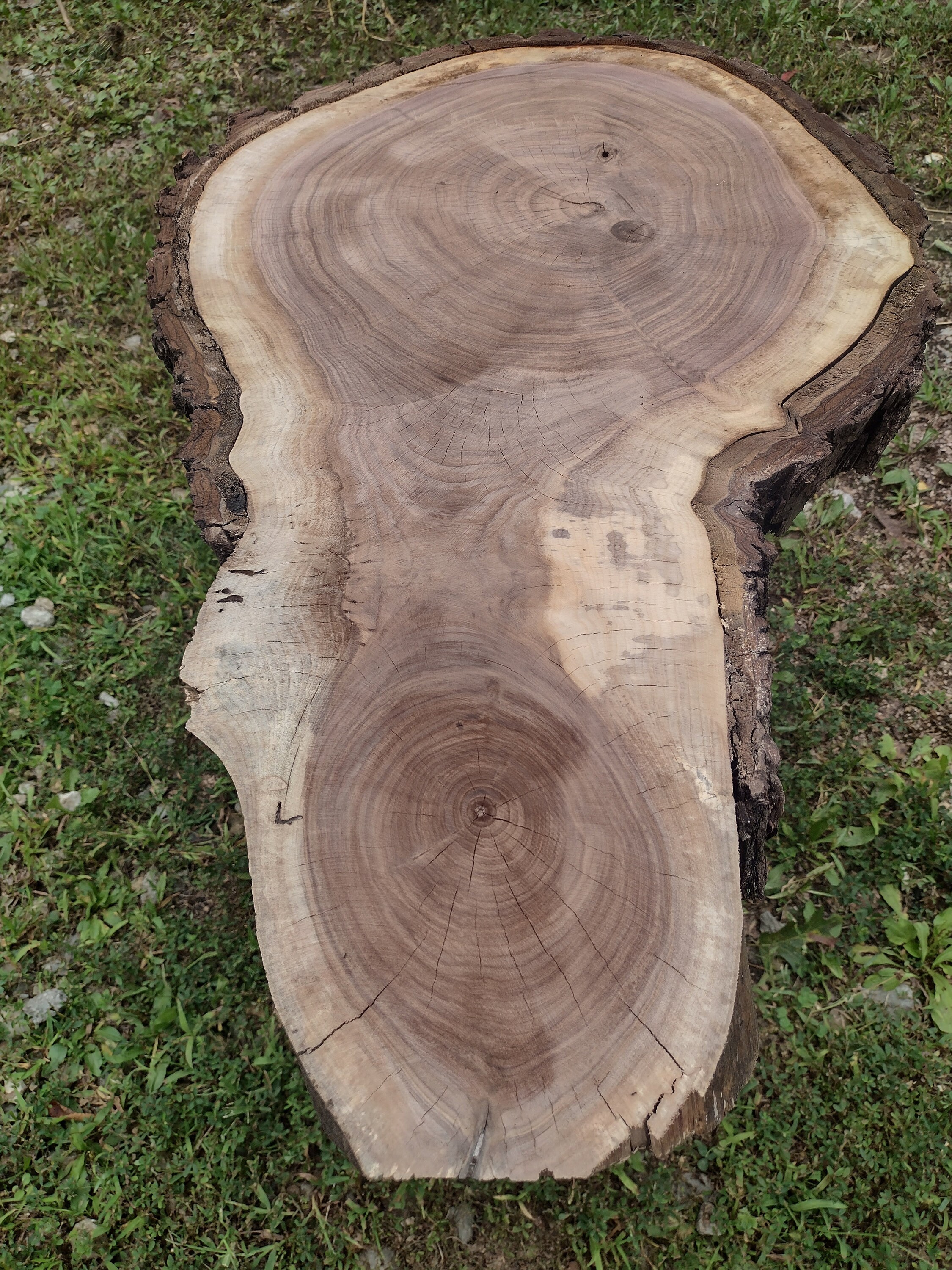 30/16.3% Flattened Black Walnut Tree Slice Wood Cookie - Etsy