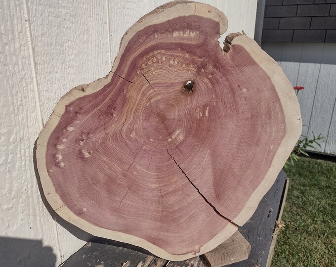 21/1.5 Flattened Eastern Red Cedar Tree Slice Wood Cookie Rounds End ...