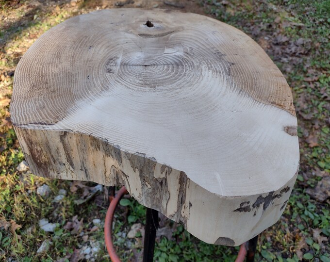 23/9% Flattened Spalted Ash Tree Slice Wood Cookie Rounds End Grain ...