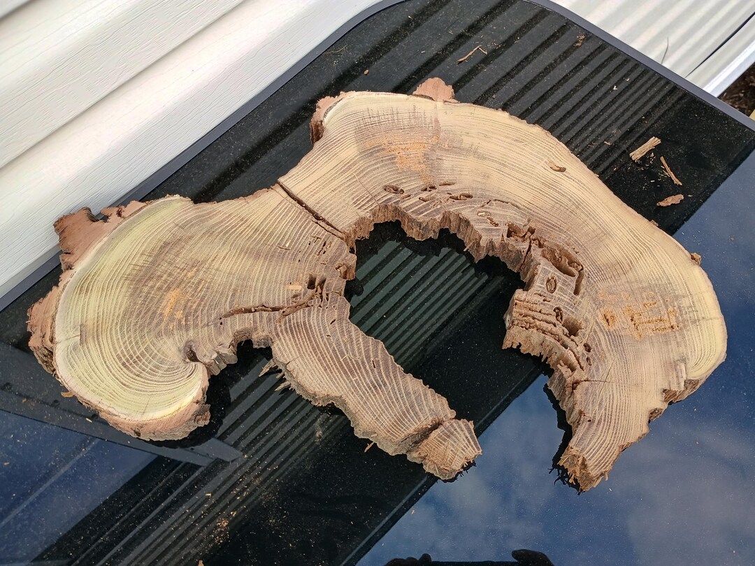 Two Piece Black Locust Tree Slices Wood Cookie Rounds Irregular Shaped ...