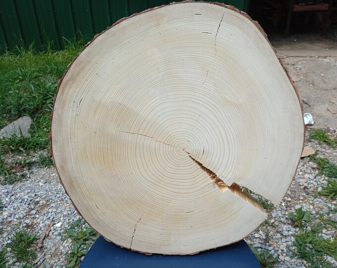 24 Flattened White Pine Tree Slice Wood Cookie Round End Grain Tree ...