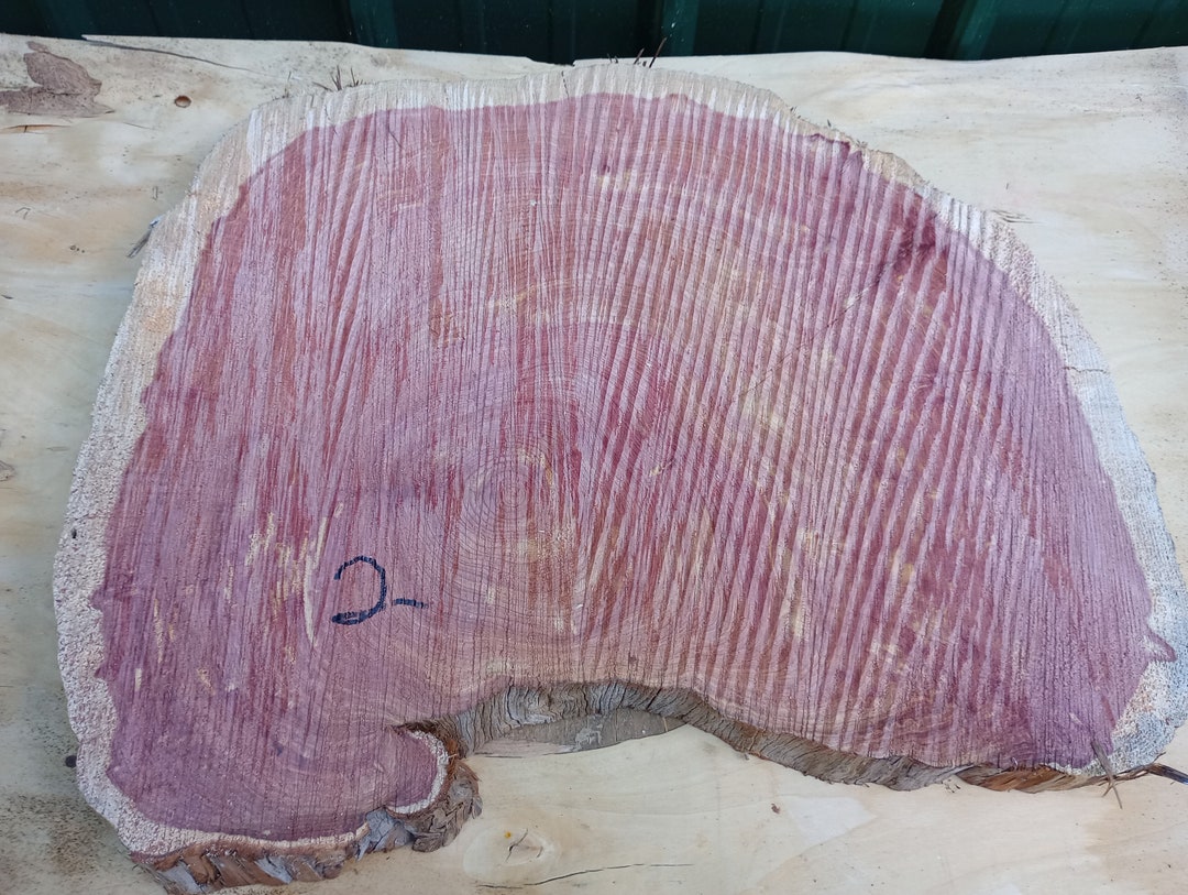 23 Mill Sawn Eastern Red Cedar Tree Slice Wood Cookie Round Unfinished ...