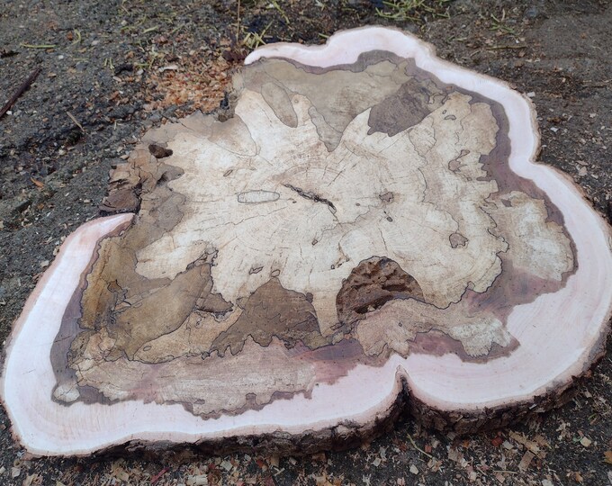 23.25" Flattened Spalted Hard Maple Tree Slice Wood Cookie Rounds End ...