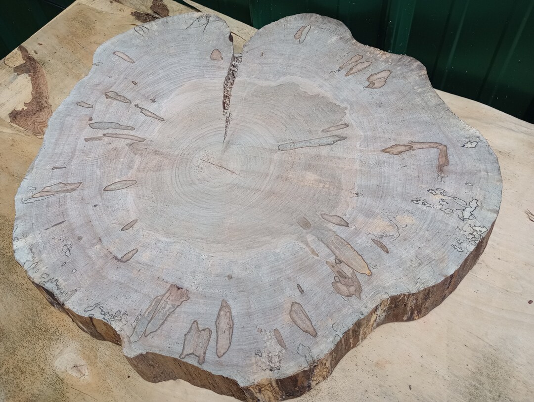 22.25" Flattened Ambrosia Big Leaf Maple Tree Slice Wood Cookie Rounds ...