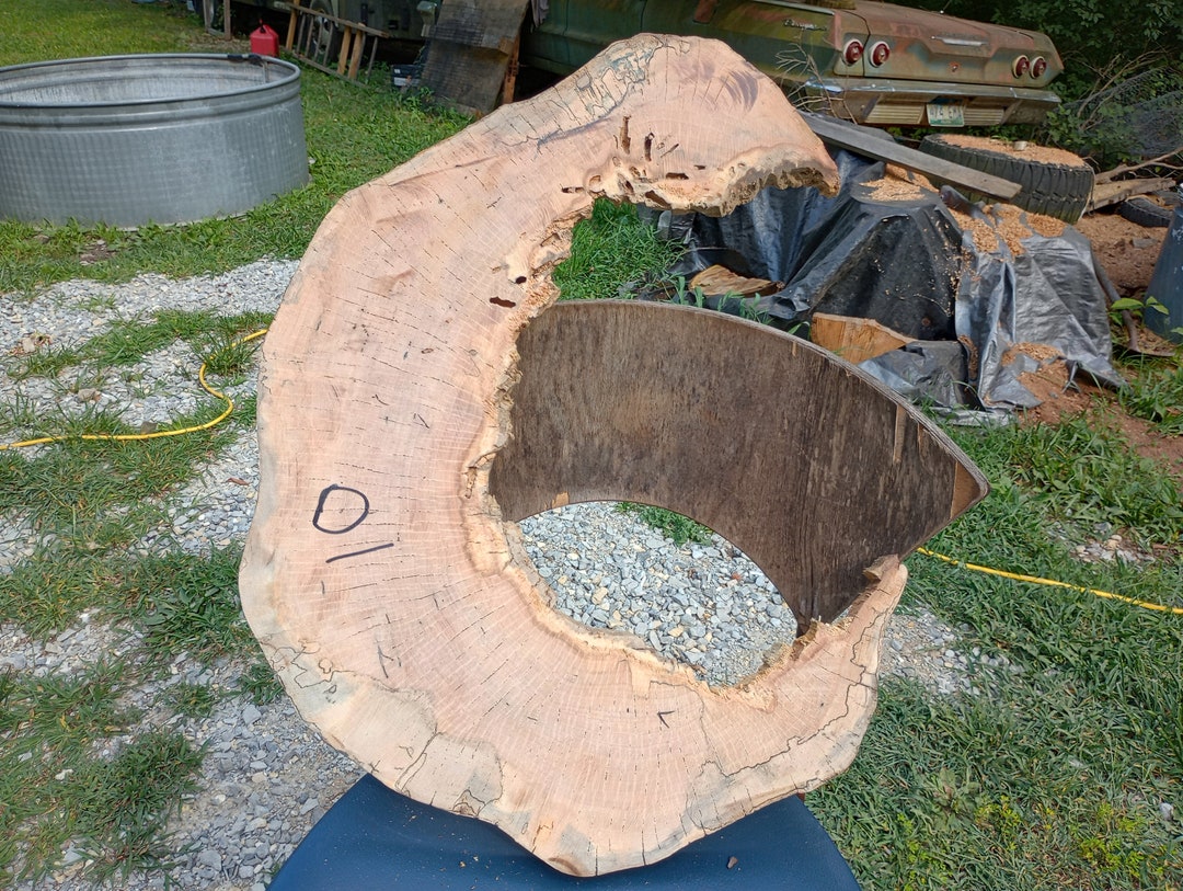 124 Flattened Hollow Unfinished Tree Slice Spalted Hard Maple Tree ...