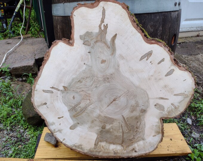 25.75 Flattened Ambrosia Big Leaf Maple Tree Slice Wood - Etsy