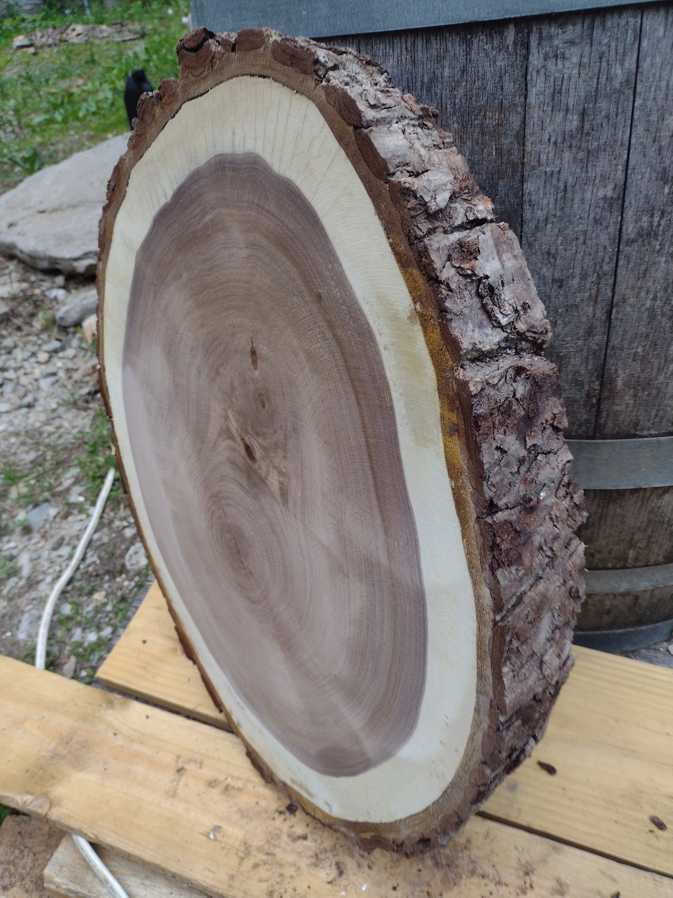 23.58 Black Walnut Flattened Tree Slice Sanded Live Edge | Etsy