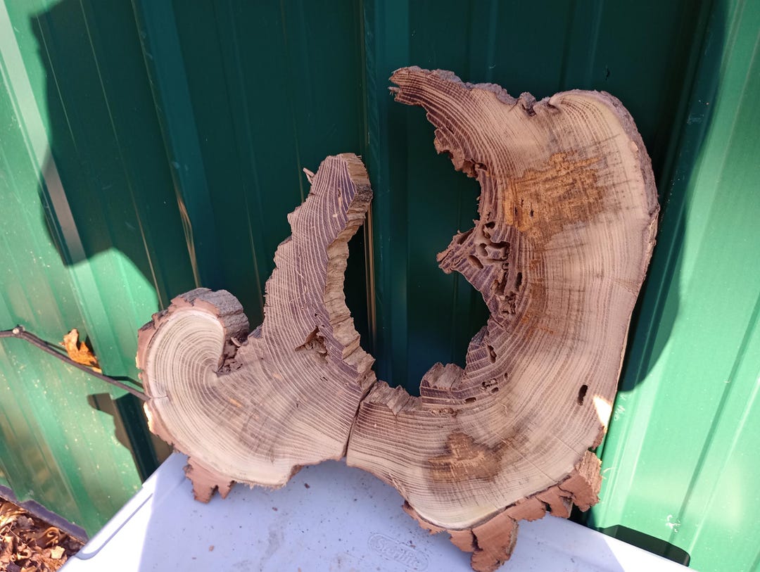 Two Piece Black Locust Tree Slices Wood Cookie Rounds Irregular Shaped ...