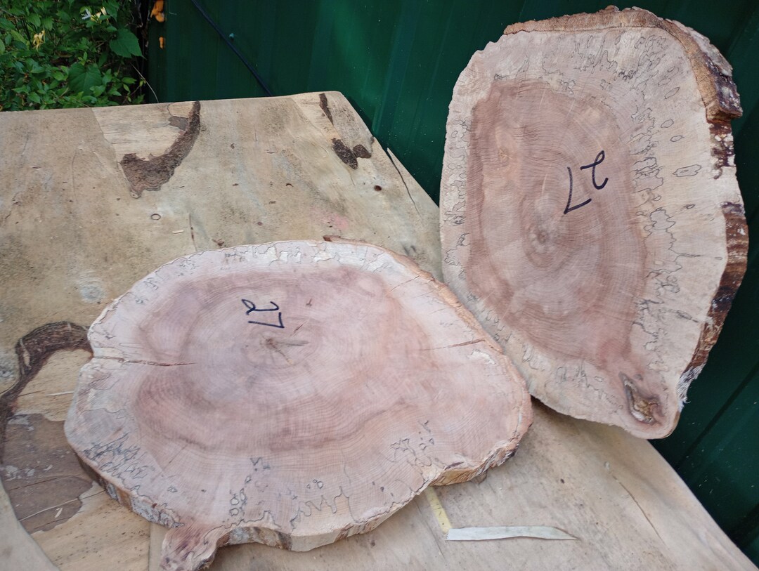 Set Flattened Rock Maple Tree Slices Wood Cookie Rounds End Grain Tree ...