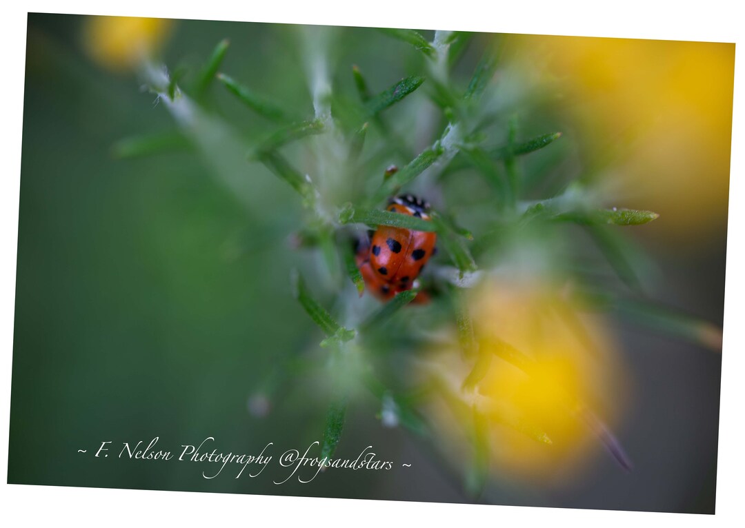 Where Do Lady Beetles Sleep? - Etsy