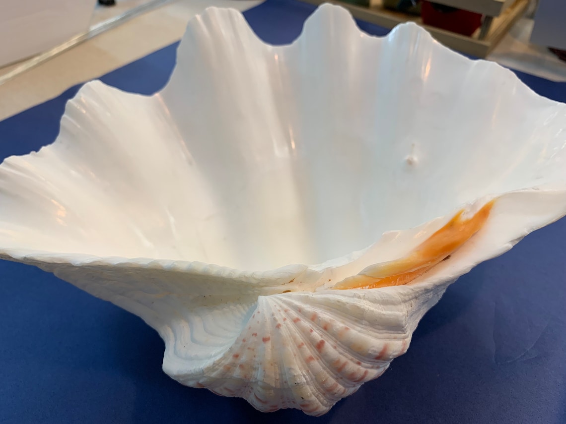 Giant Half Clam Shell, Real Shell From the South Pacific, Vintage ...