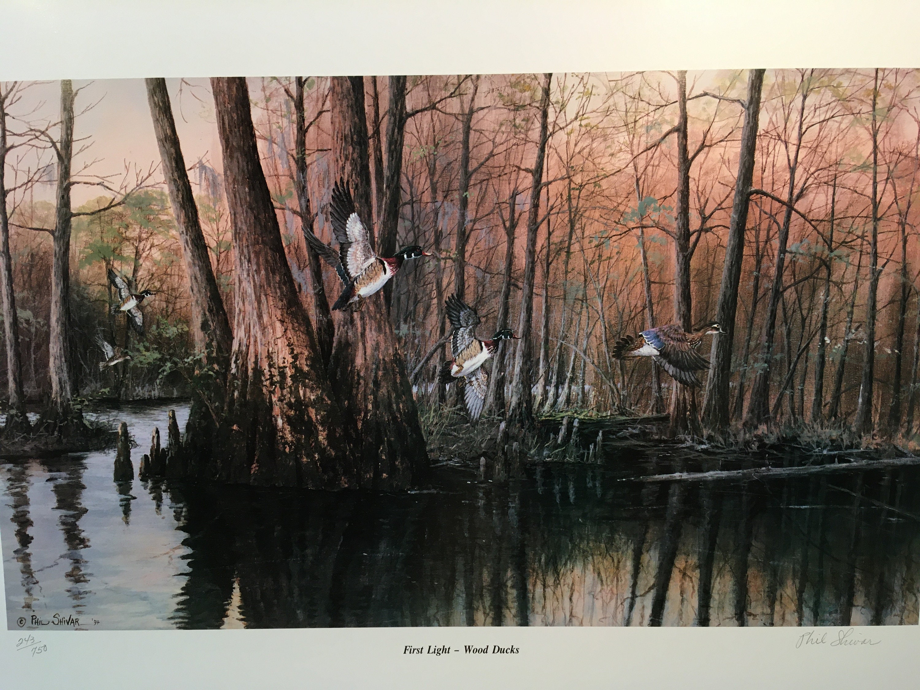 Wood Duck Hunting Swamp