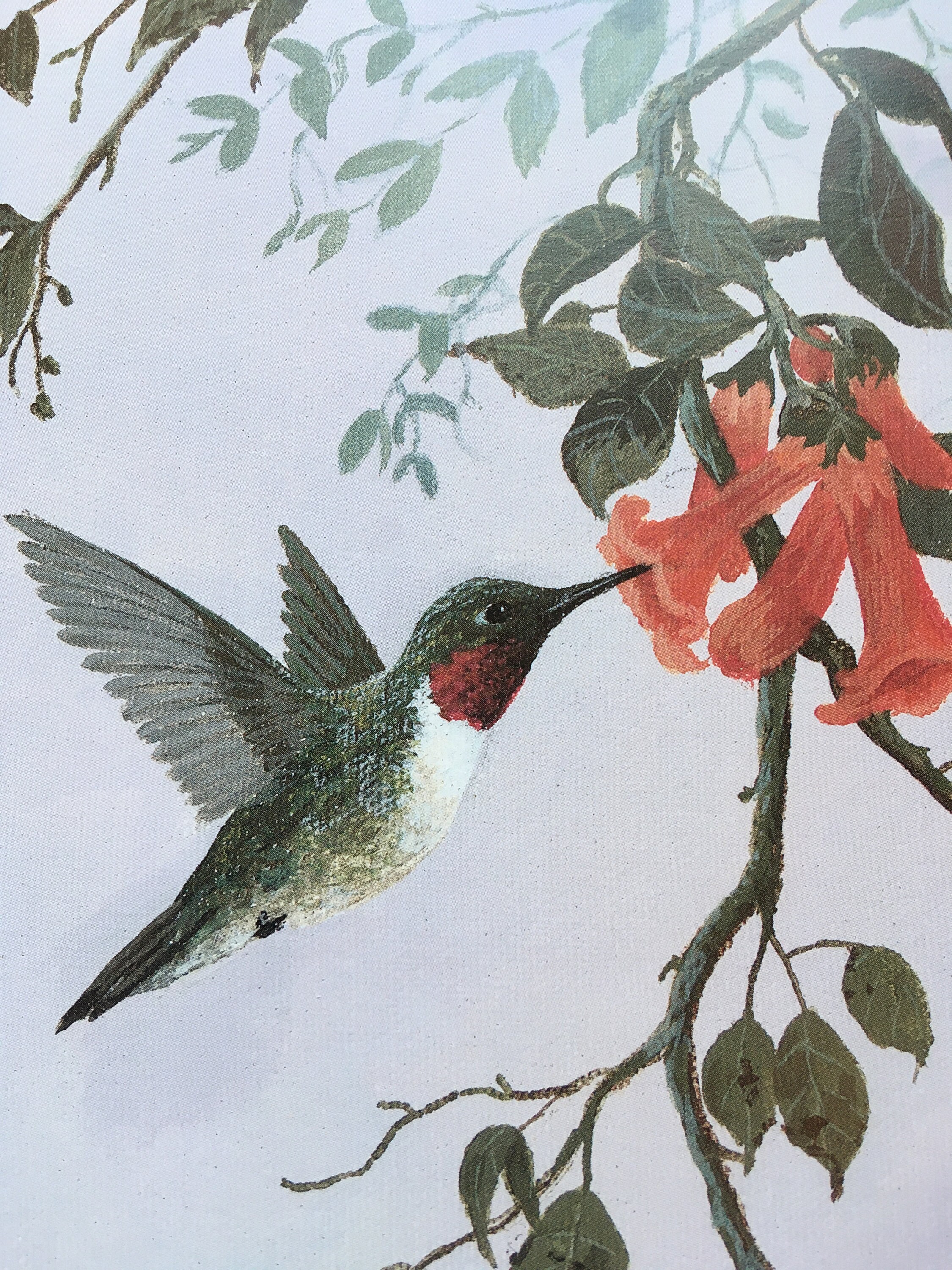 Hummingbirds and Trumpet Vines - Ruby Throat Hummingbirds Trio - Phil ...