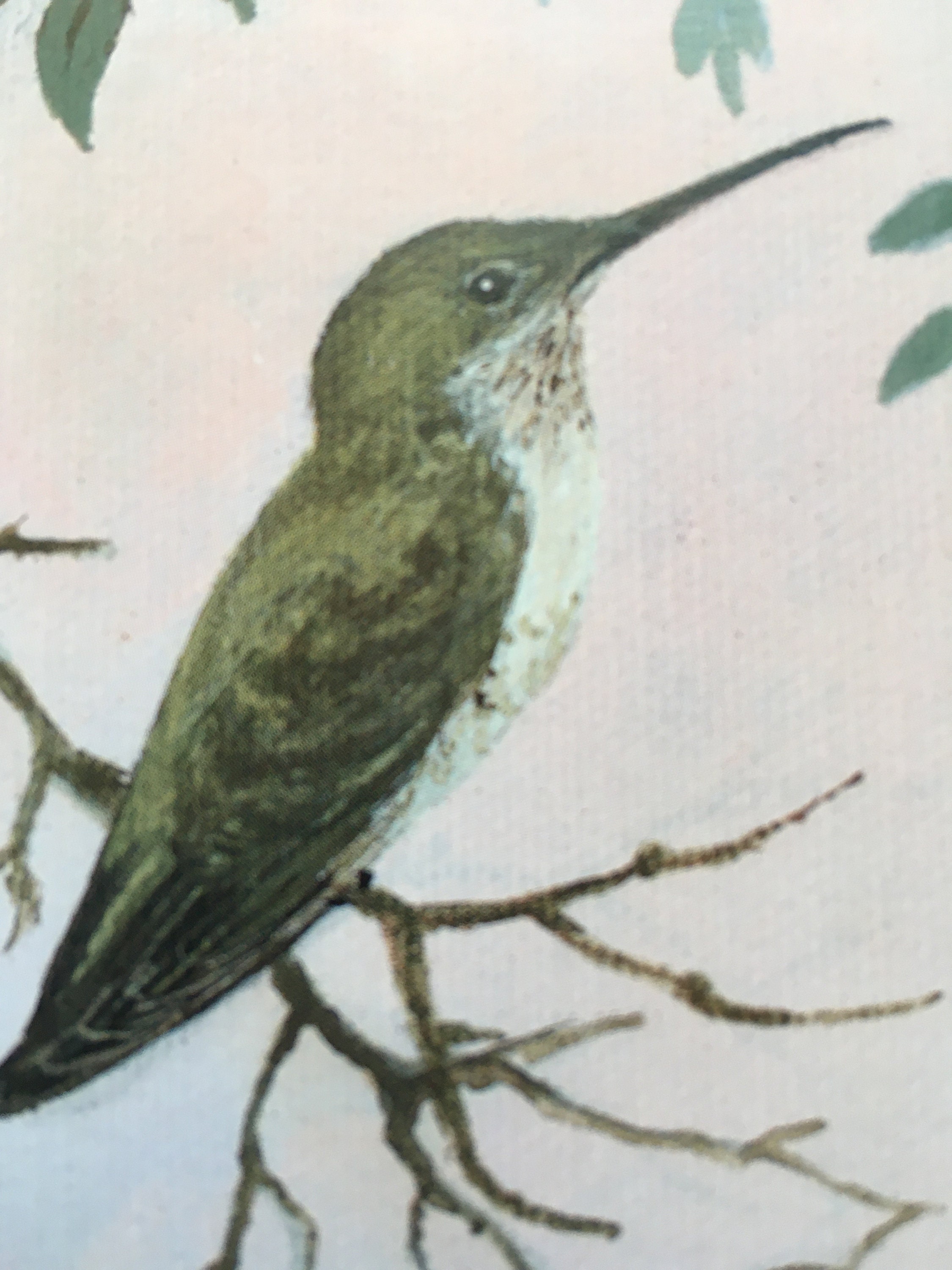 Hummingbirds and Trumpet Vines - Ruby Throat Hummingbirds Trio - Phil ...