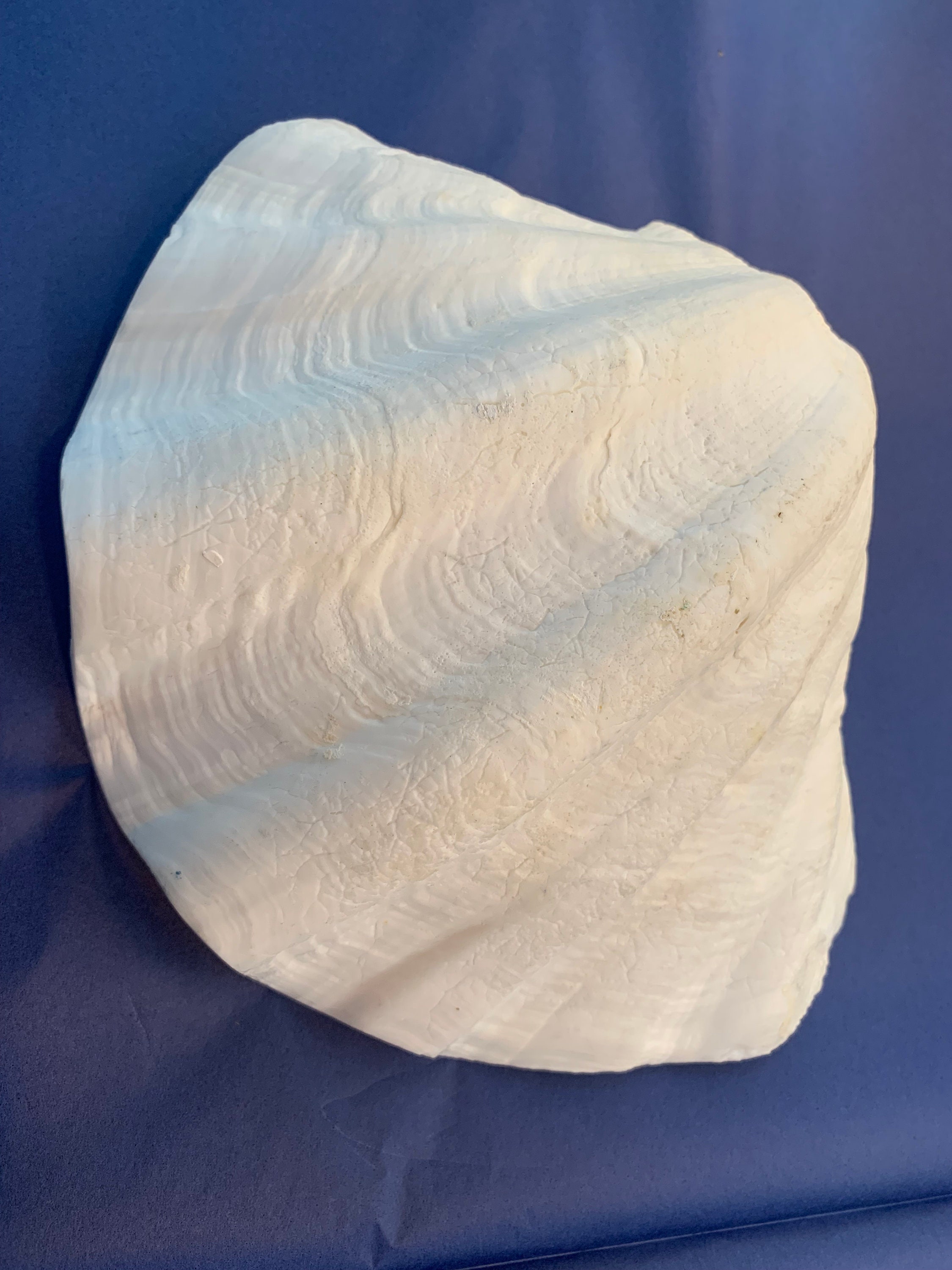 Giant Half Clam Shell, Real Shell From the South Pacific, Vintage ...