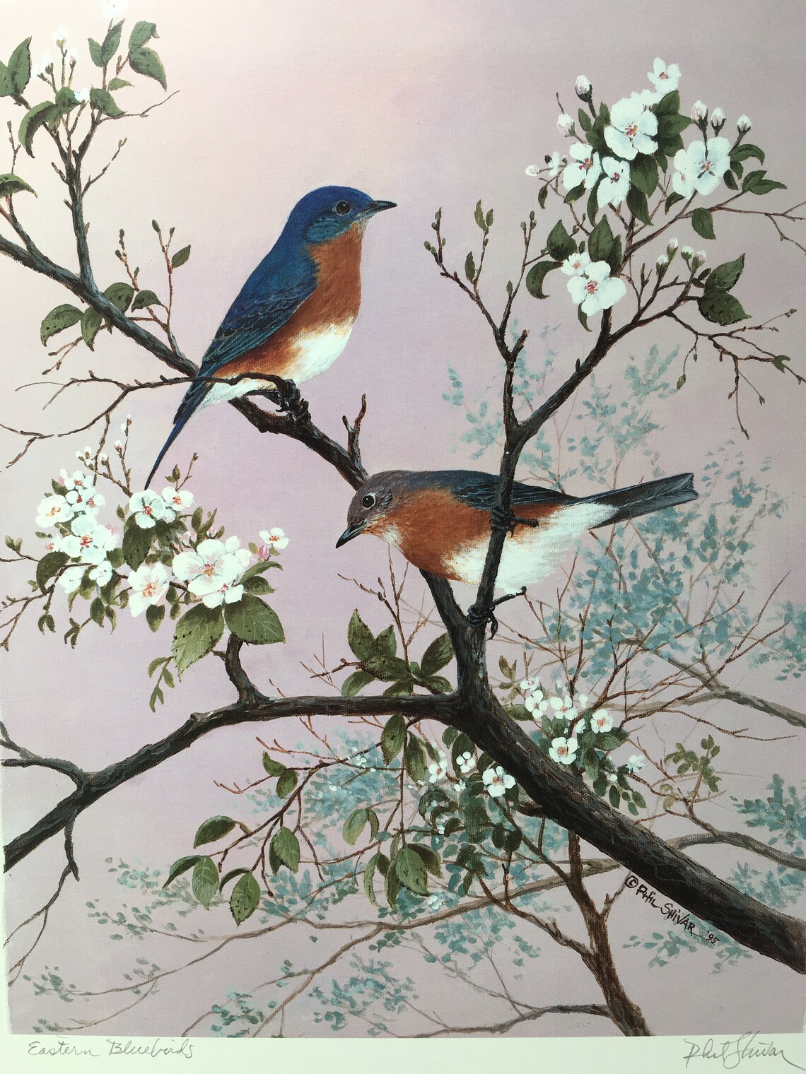 Bluebirds - Eastern Bluebird Pair - Bluebirds on Apple Blossoms - Phil ...