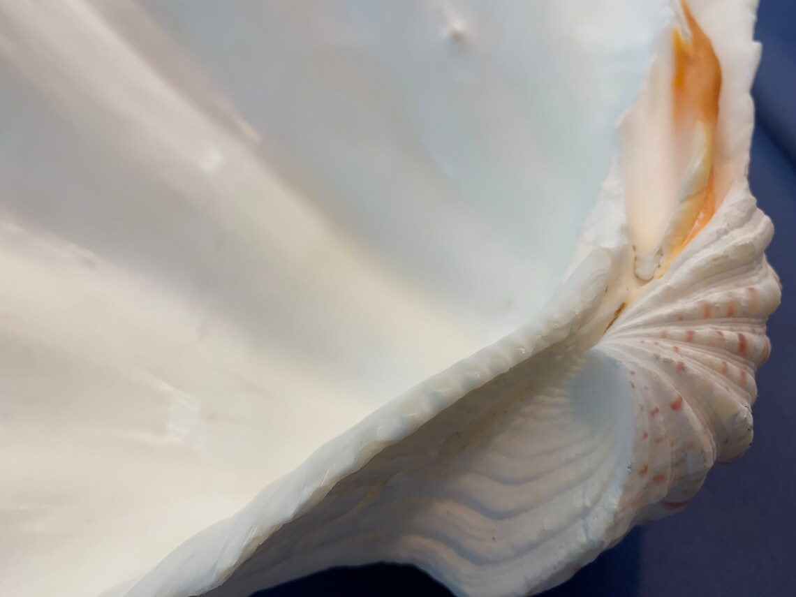 Giant Half Clam Shell, Real Shell From the South Pacific, Vintage ...