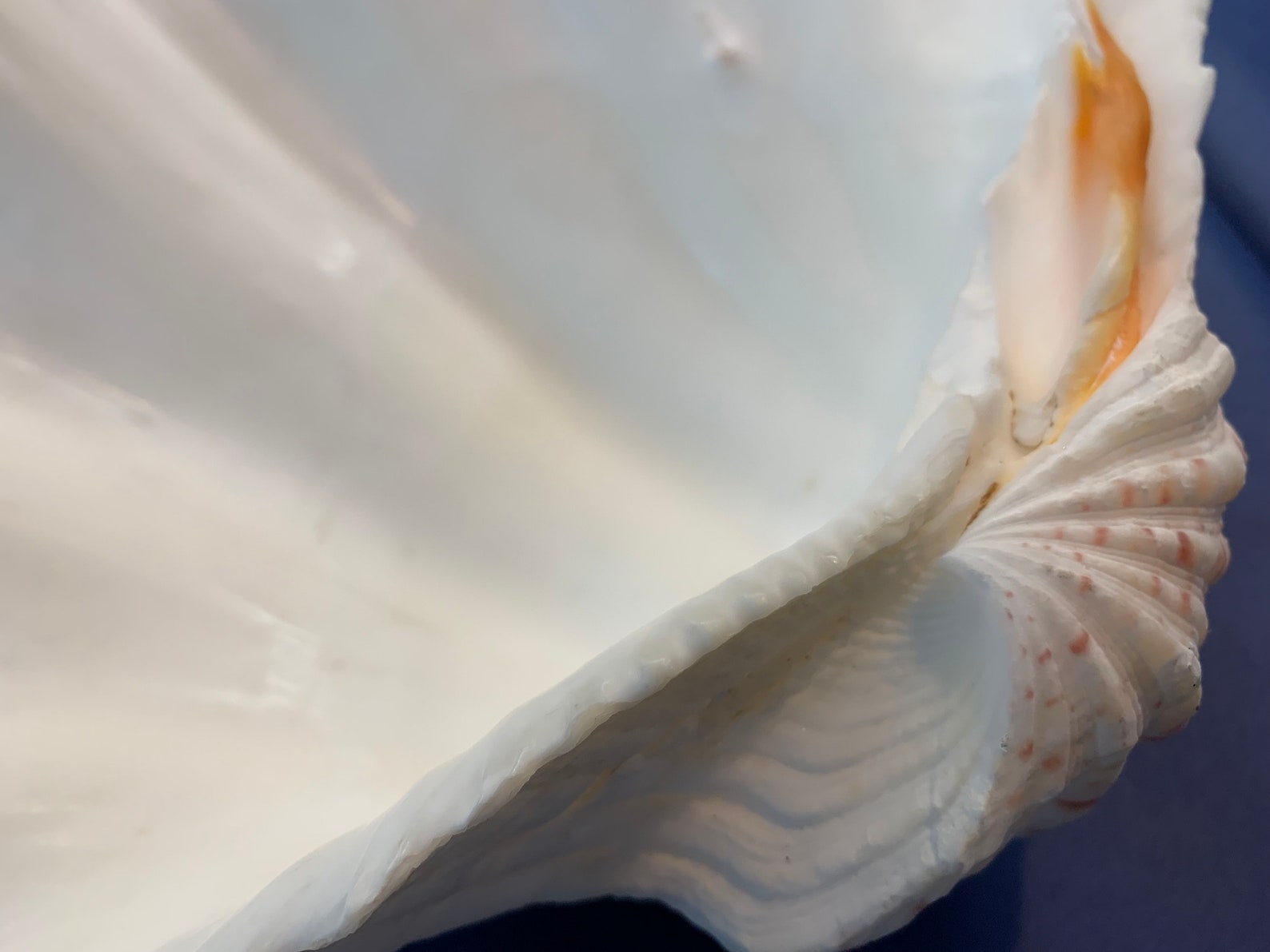 Giant Half Clam Shell, Real Shell From the South Pacific, Vintage ...