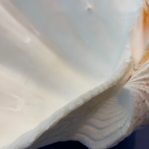 Giant Half Clam Shell, Real Shell From the South Pacific, Vintage ...