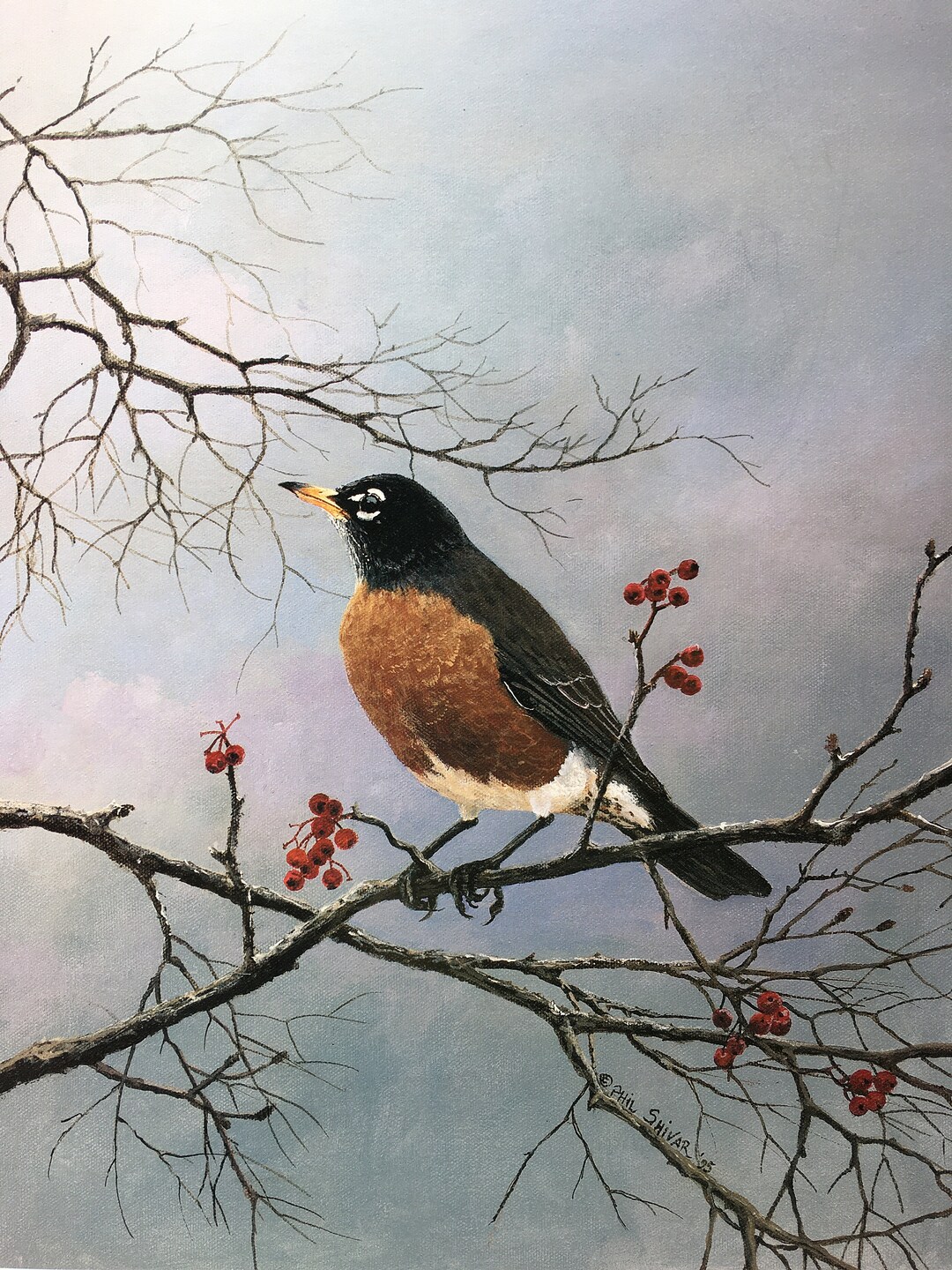 Robin - Red Breast Robin - Robin in Winter - Print - 11 X 14 Image ...