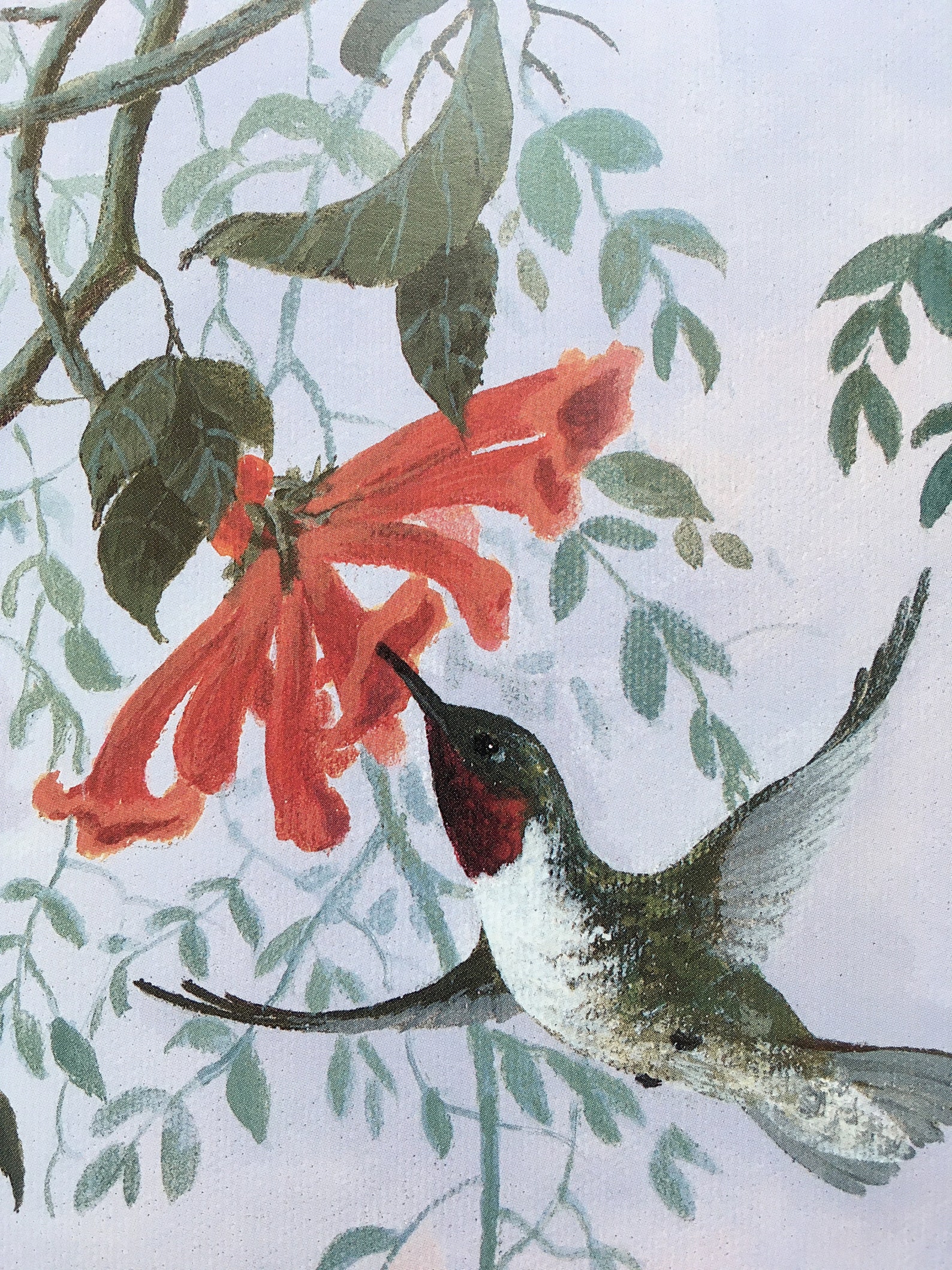 Hummingbirds and Trumpet Vines - Ruby Throat Hummingbirds Trio - Phil ...
