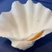 Giant Half Clam Shell, Real Shell From the South Pacific, Vintage ...