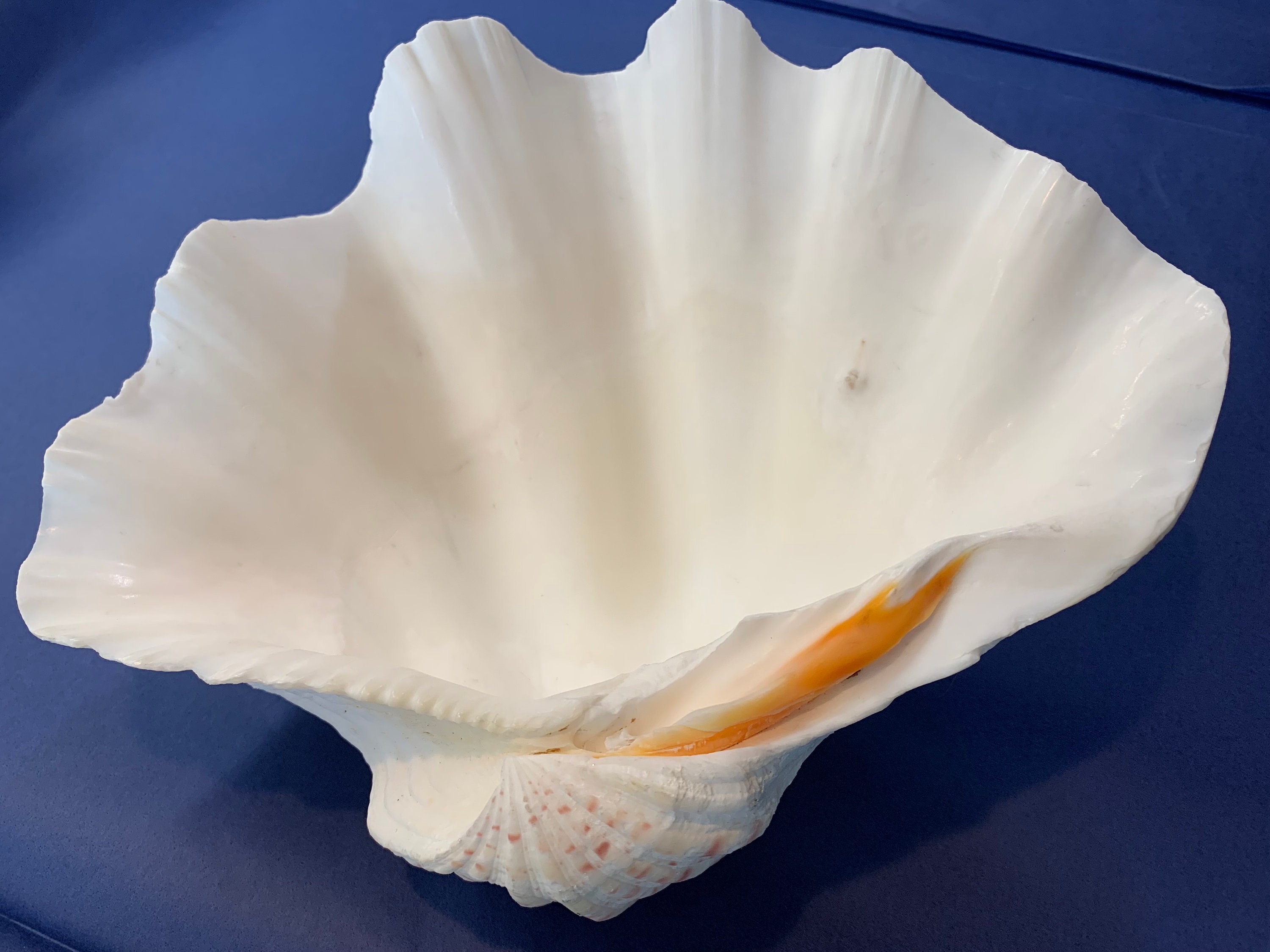 Giant Half Clam Shell, Real Shell From the South Pacific, Vintage ...