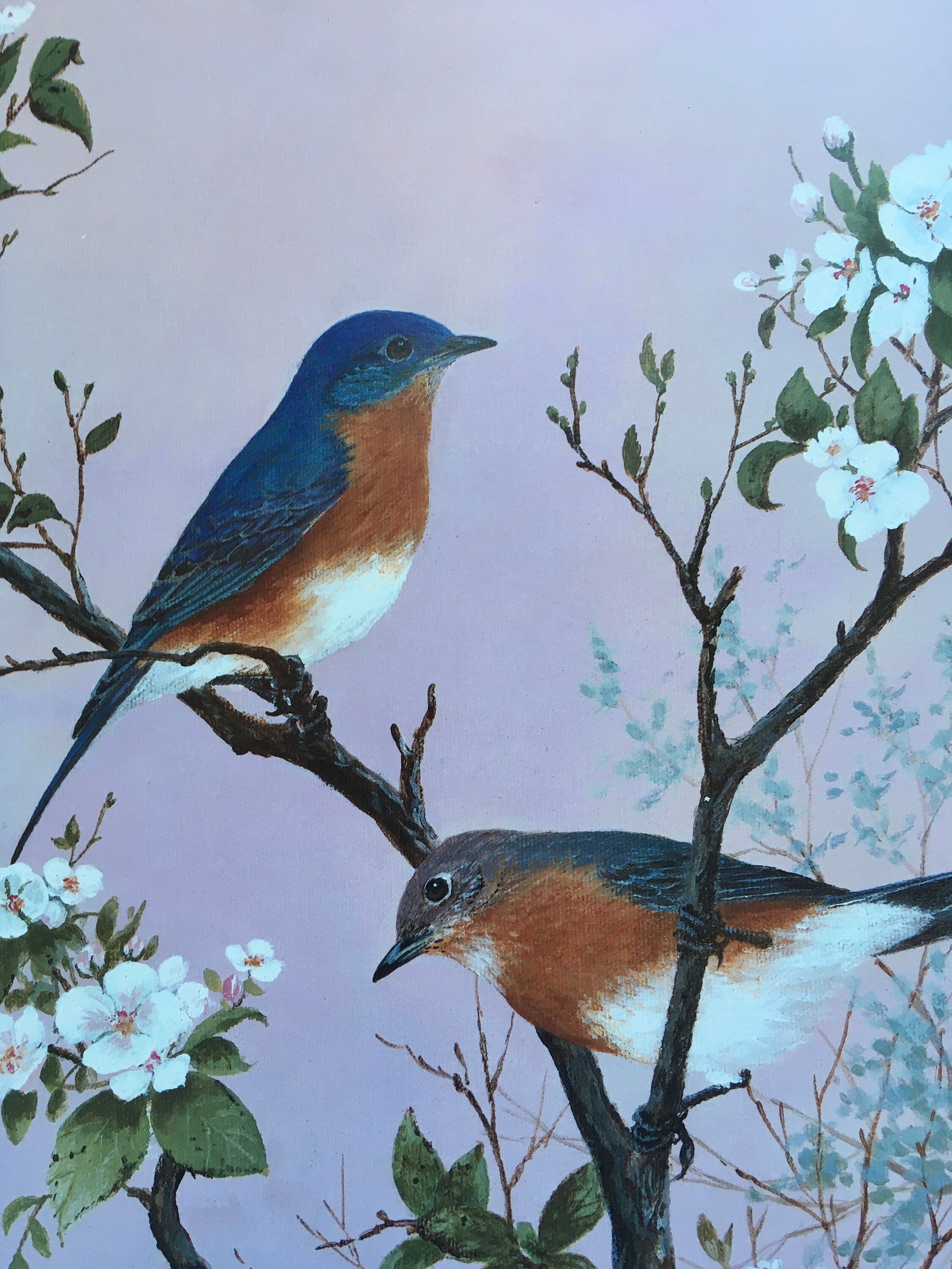 Bluebirds - Eastern Bluebird Pair - Bluebirds on Apple Blossoms - Phil ...