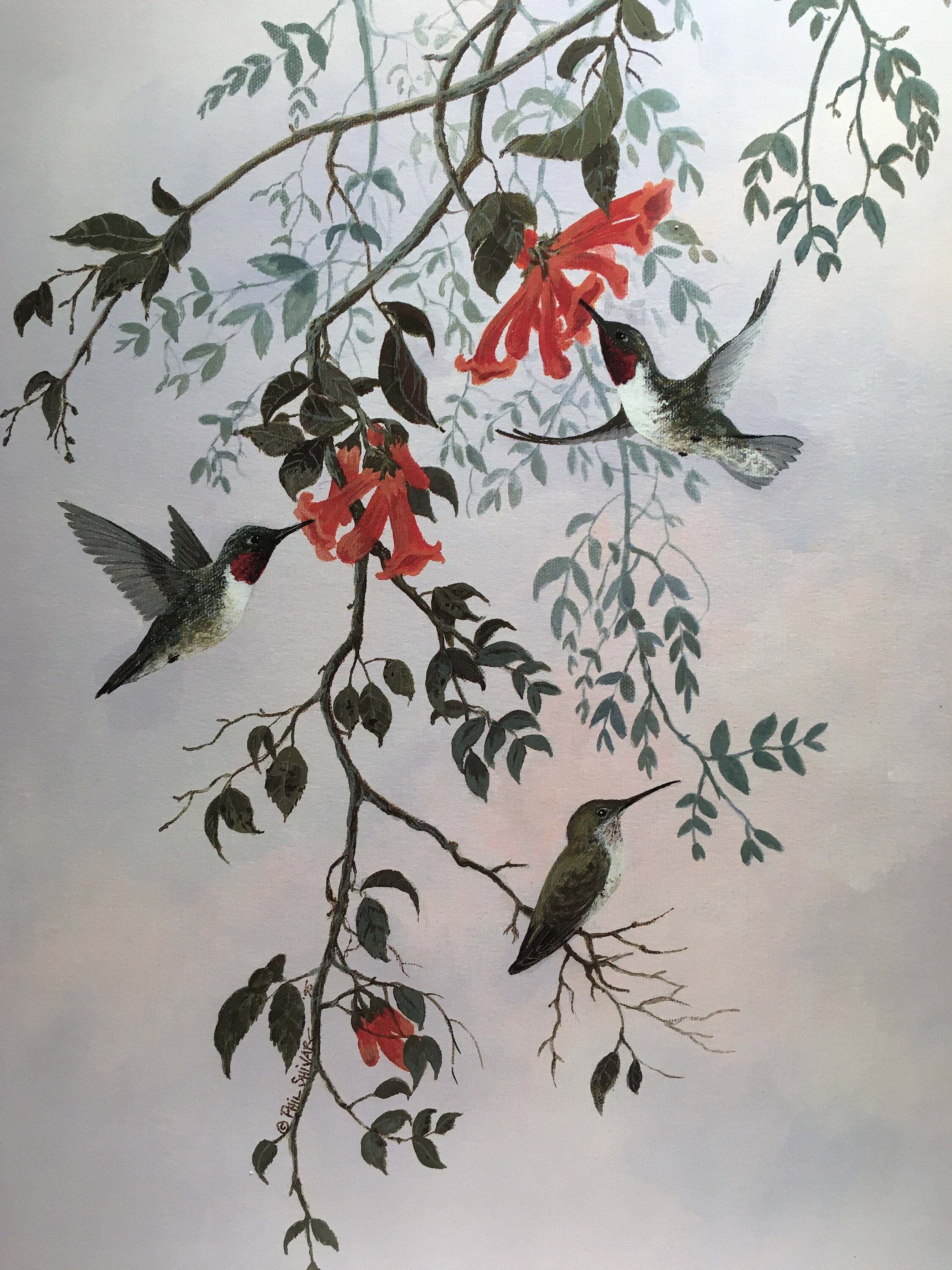 Hummingbirds and Trumpet Vines - Ruby Throat Hummingbirds Trio - Phil ...