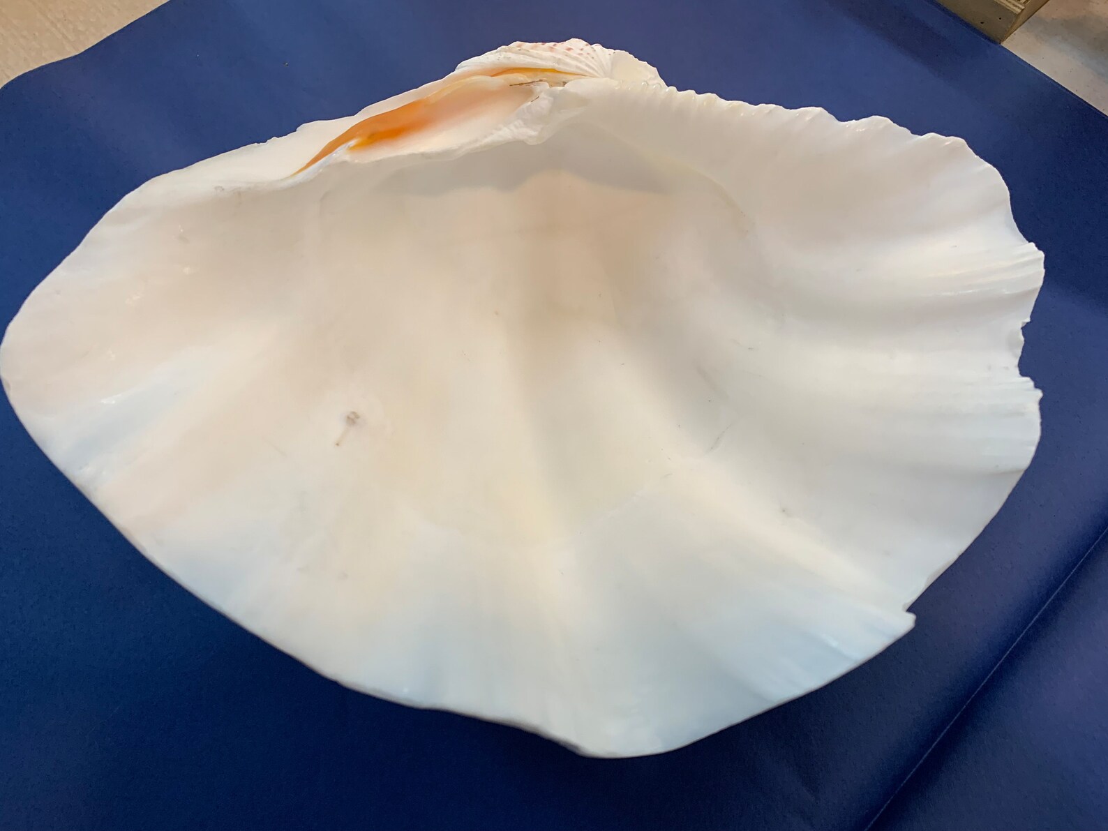 Giant Half Clam Shell, Real Shell From the South Pacific, Vintage ...