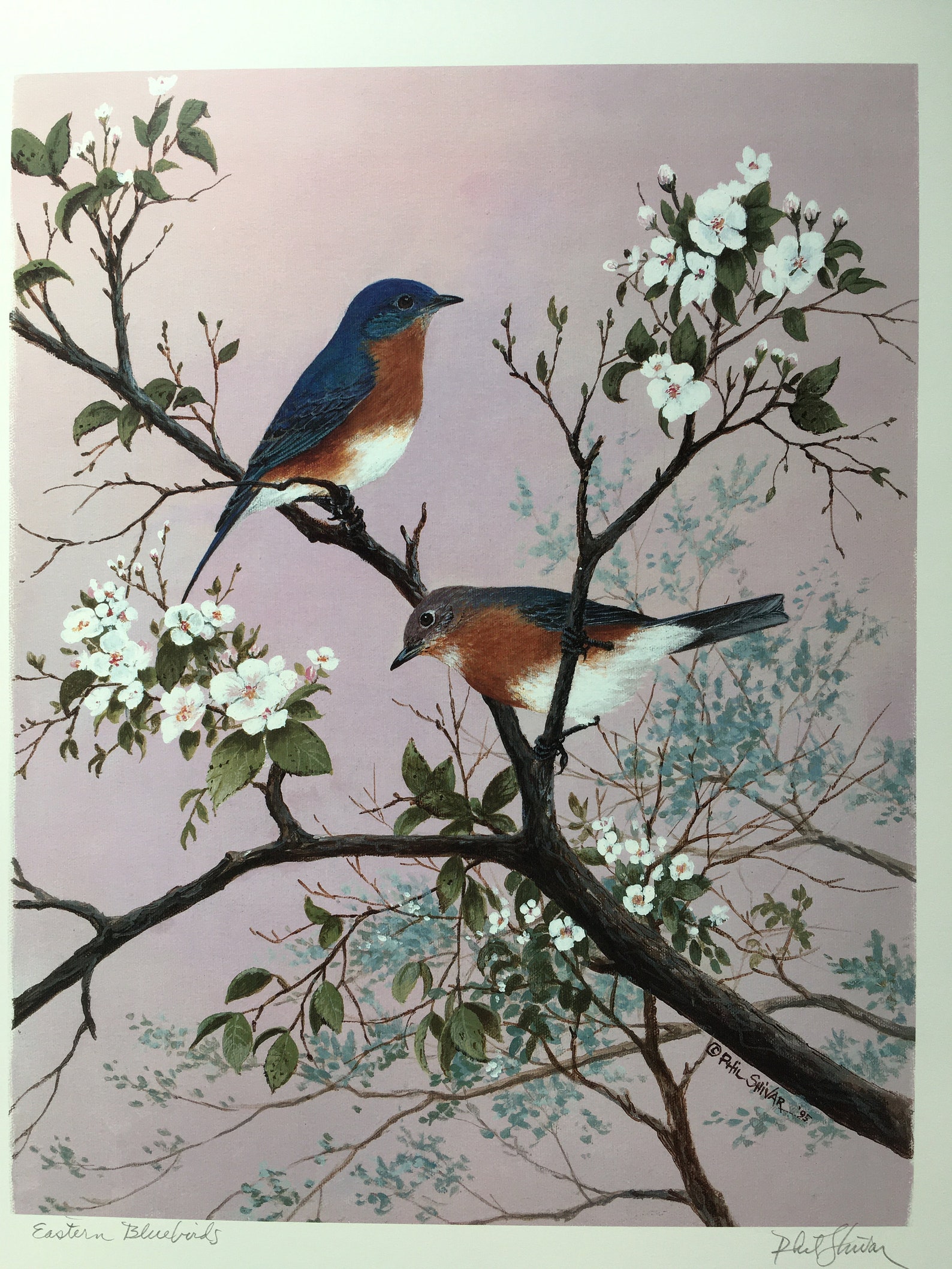 Bluebirds - Eastern Bluebird Pair - Bluebirds on Apple Blossoms - Phil ...