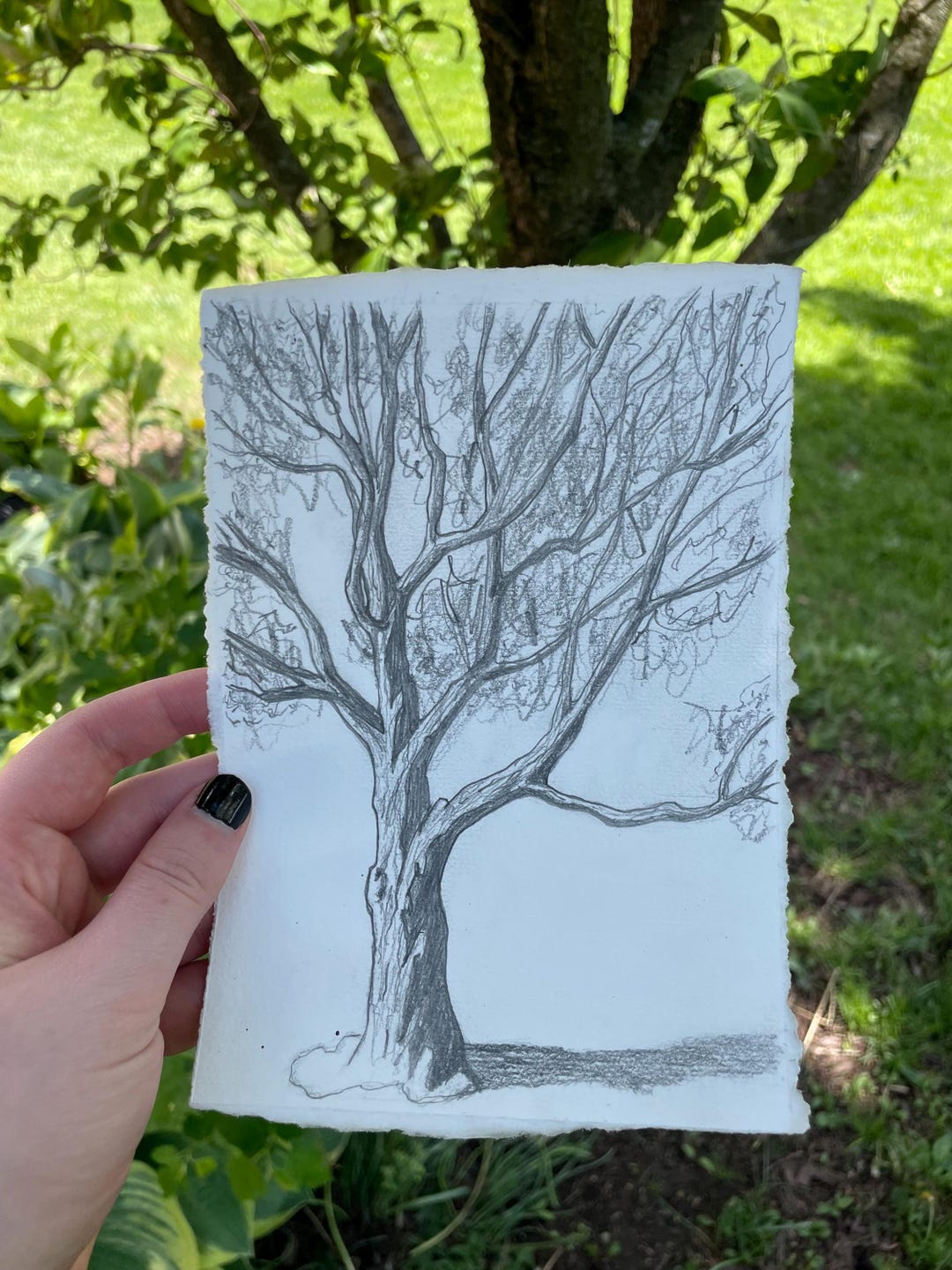 Budding(1) – 5x7 Graphite Tree Drawing on Torn-edge Paper – Poetic ...