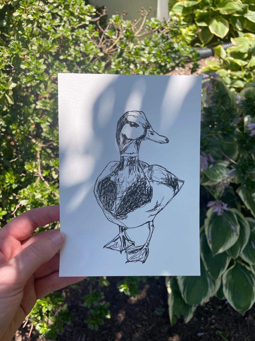 Duck Ink Drawing: Original Fine Liner Animal Sketch, 5x7" Art by Holly ...