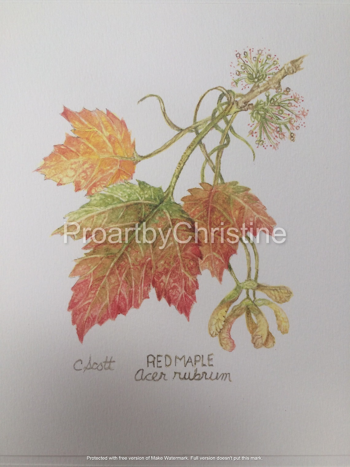 Red Maple Leaf Watercolor Painting, Hand Painted Botany Illustrations ...