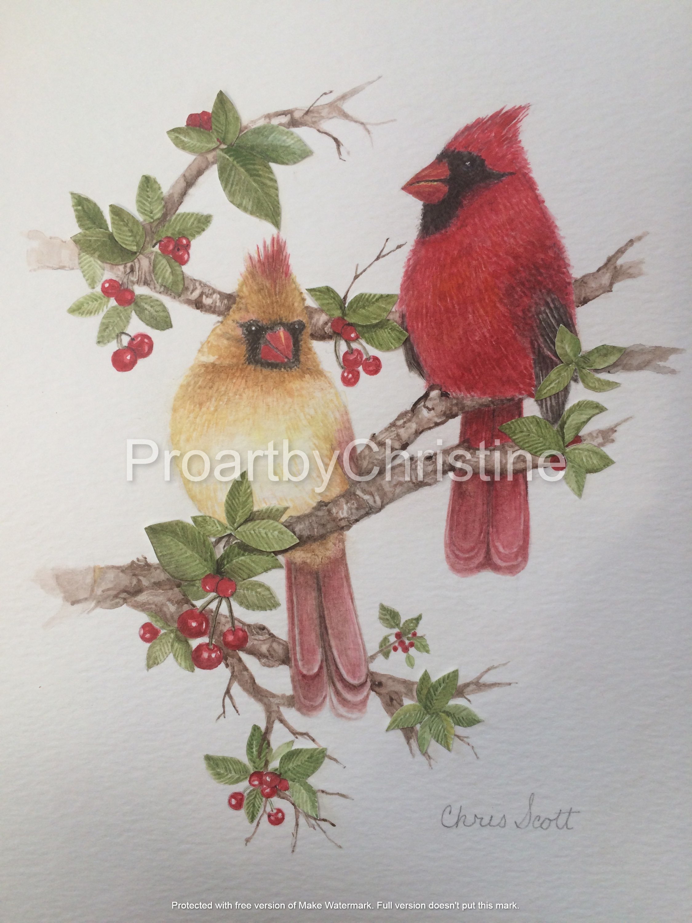 Cardinal Pair in a Cherry Tree Male and Female Cardinal | Etsy