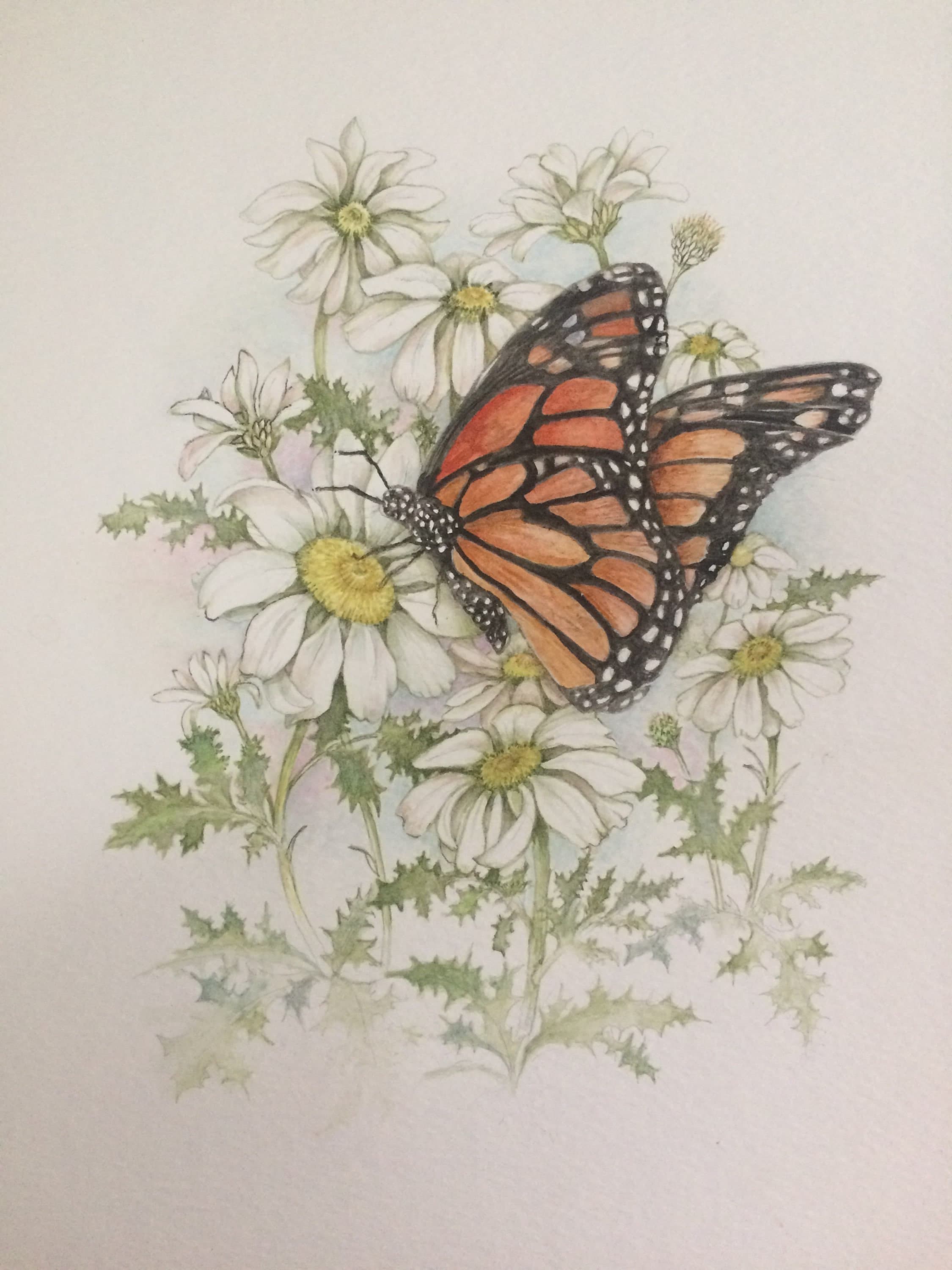 Monarch Butterfly On Flower Drawing