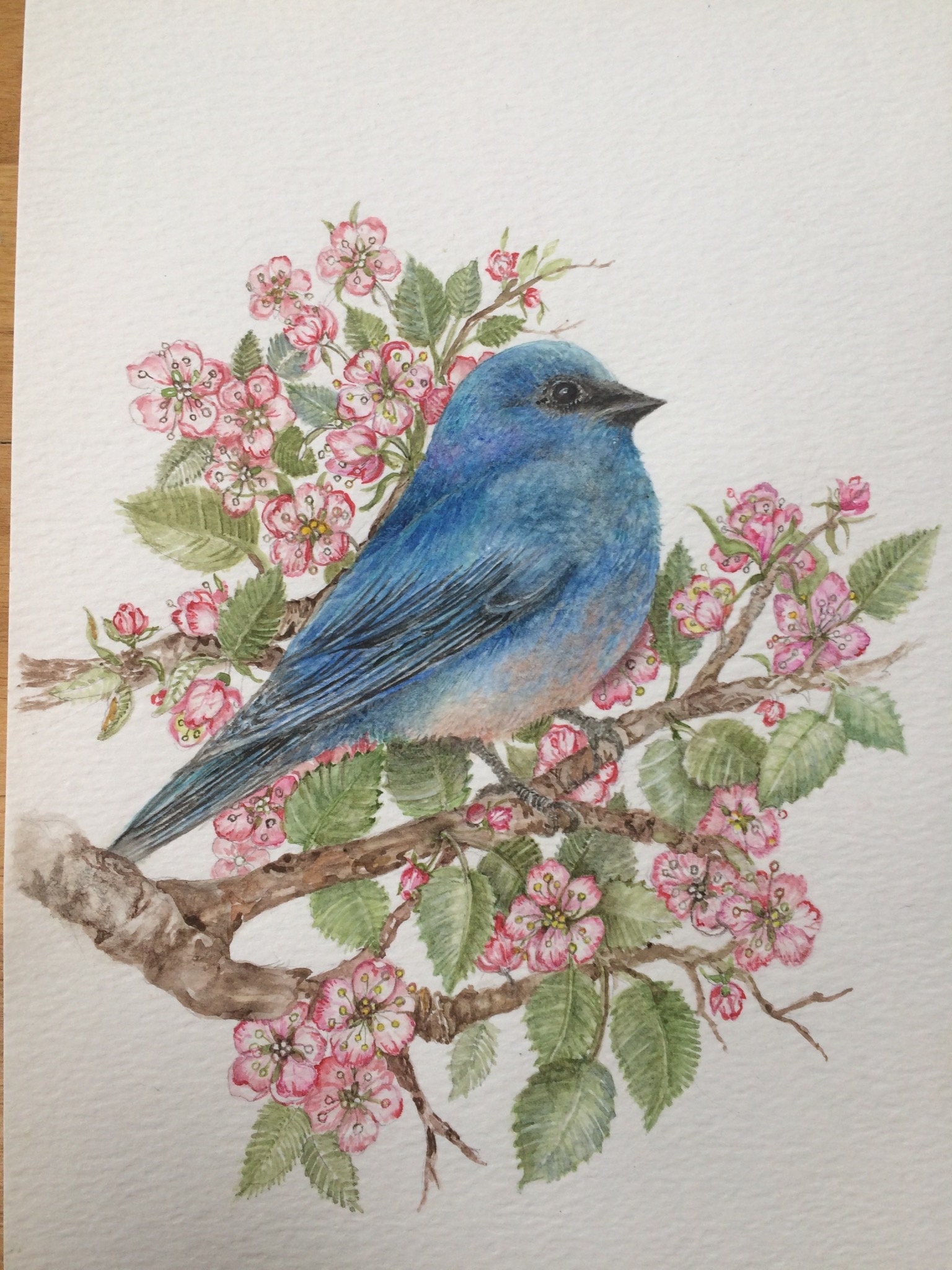 Bluebird With Spring Blossoms Watercolor Painting, Hand Painted Bird ...