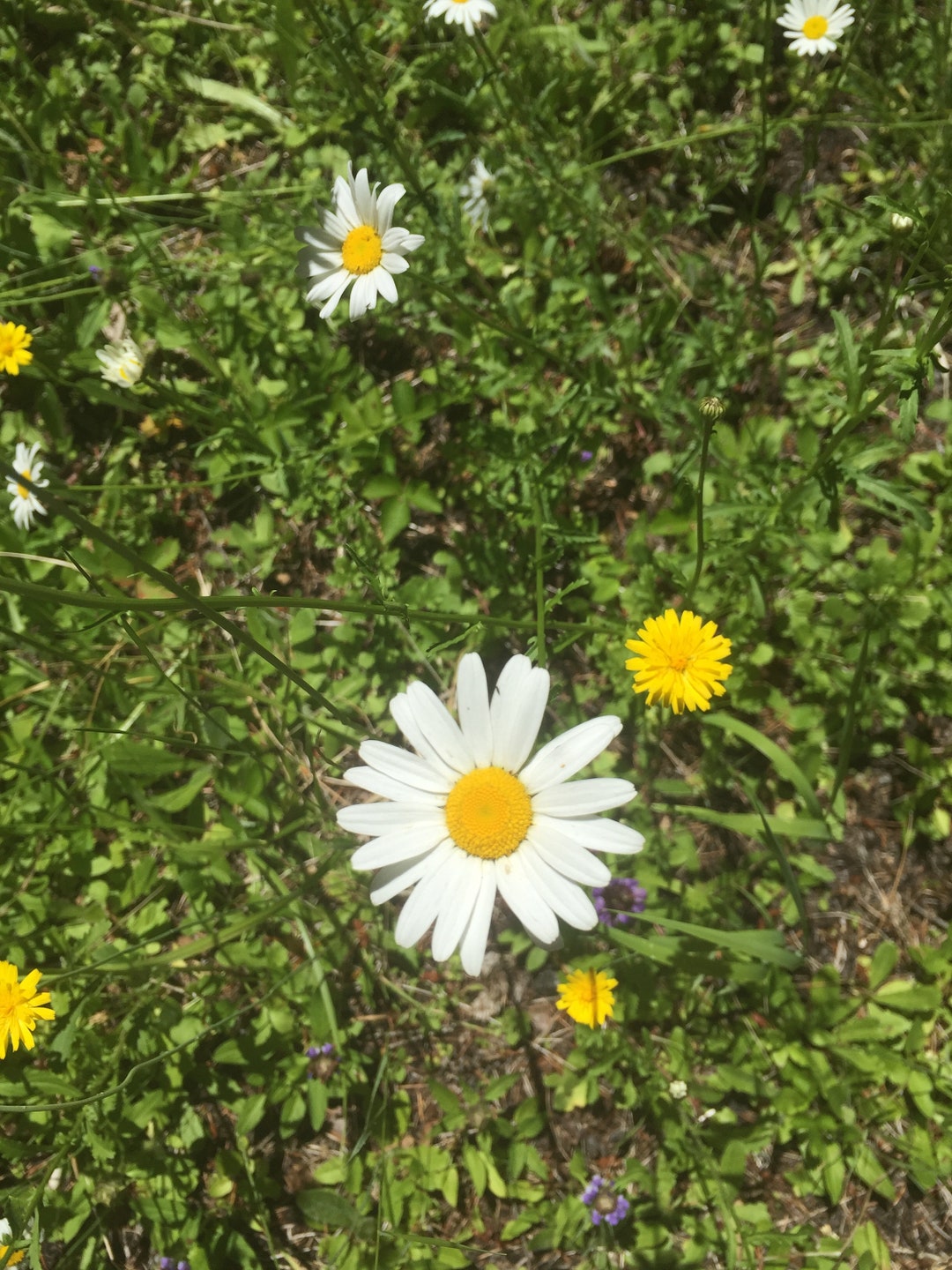 Wild Daisies in the Willamette National Forest, OR - Etsy