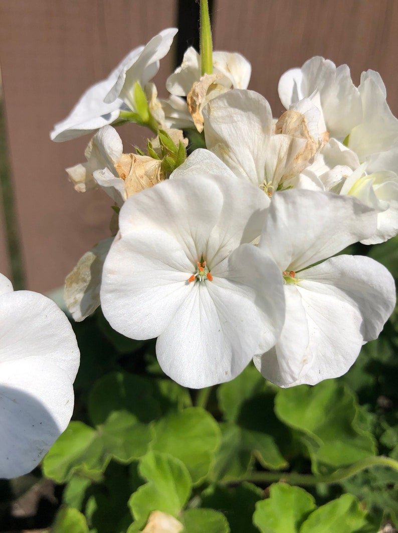 Geranium Flower Photographs (DIGITAL) - Etsy