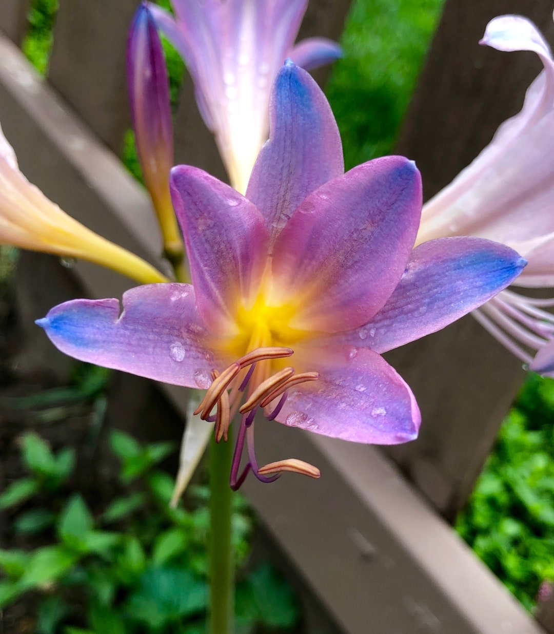 Surprise Lily Visit, Captured in Photos - Etsy