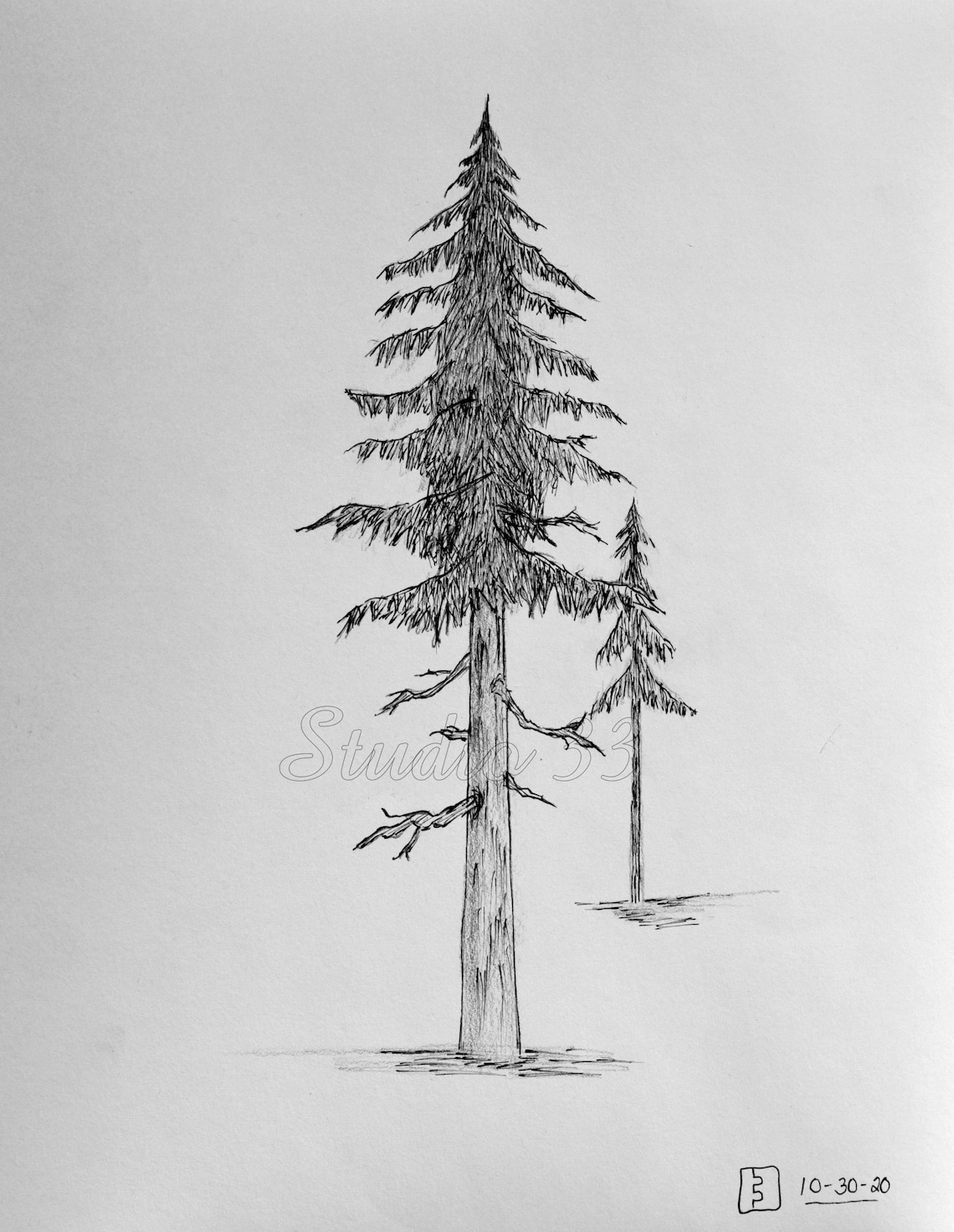 Tall Pine Tree Pen & Ink Printable Drawing, Downloadable Art, Digital ...