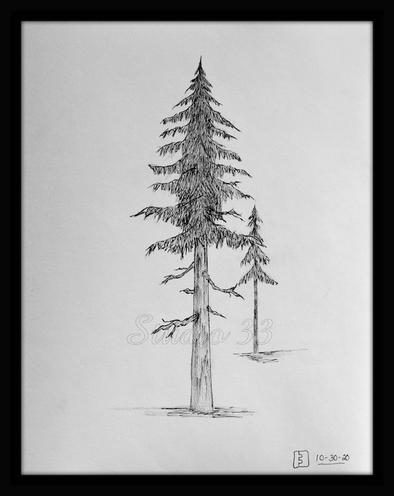 How To Draw A Pine Tree