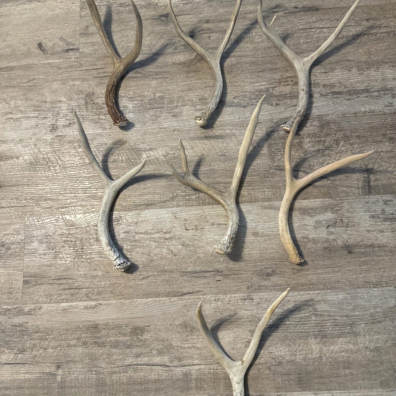 Real Deer Antlers - Etsy