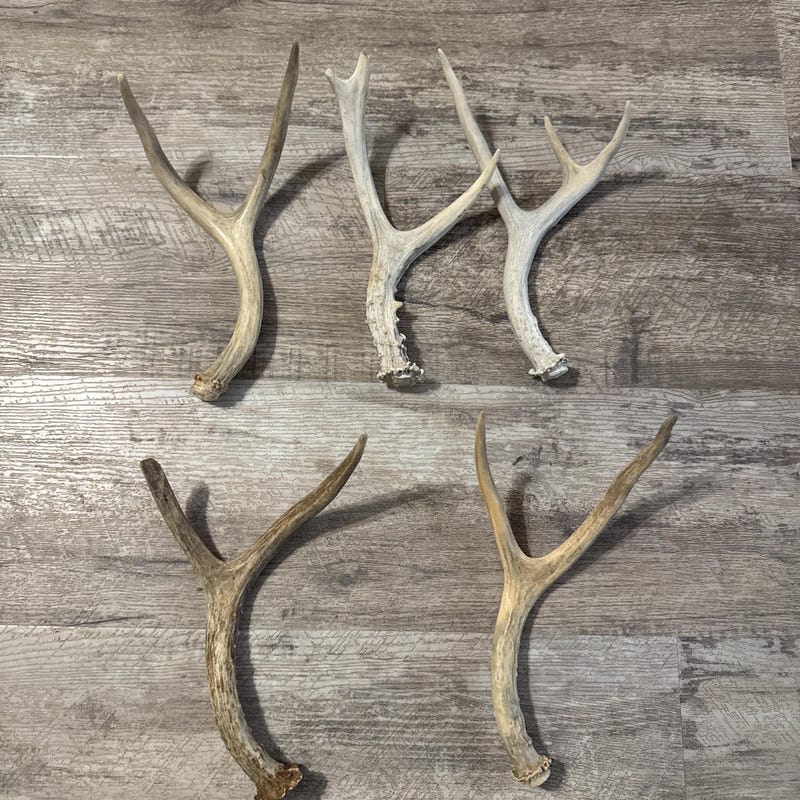 Real Deer Antlers - Etsy