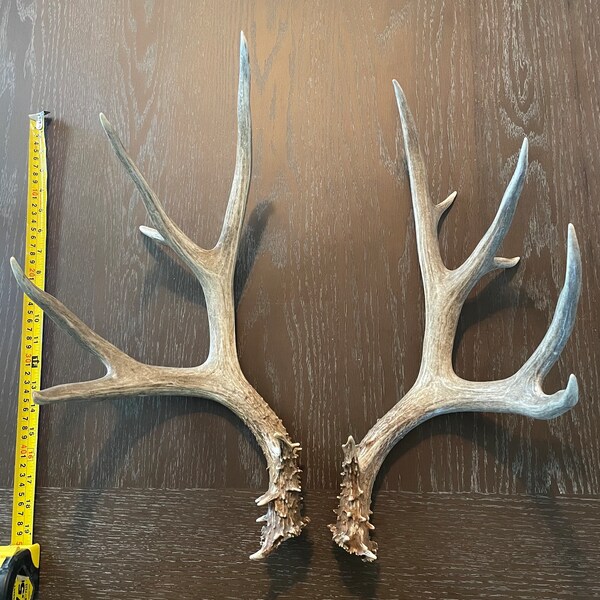 Deer Antlers - Etsy