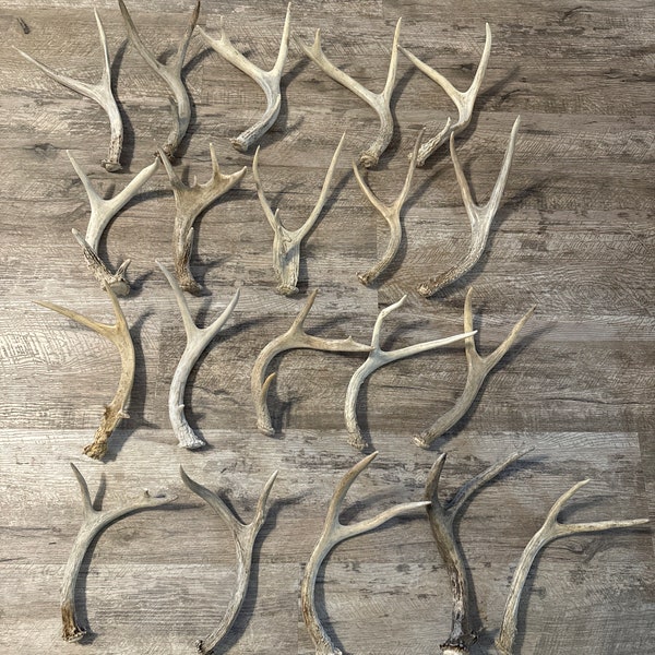 Fake Deer Skull - Etsy